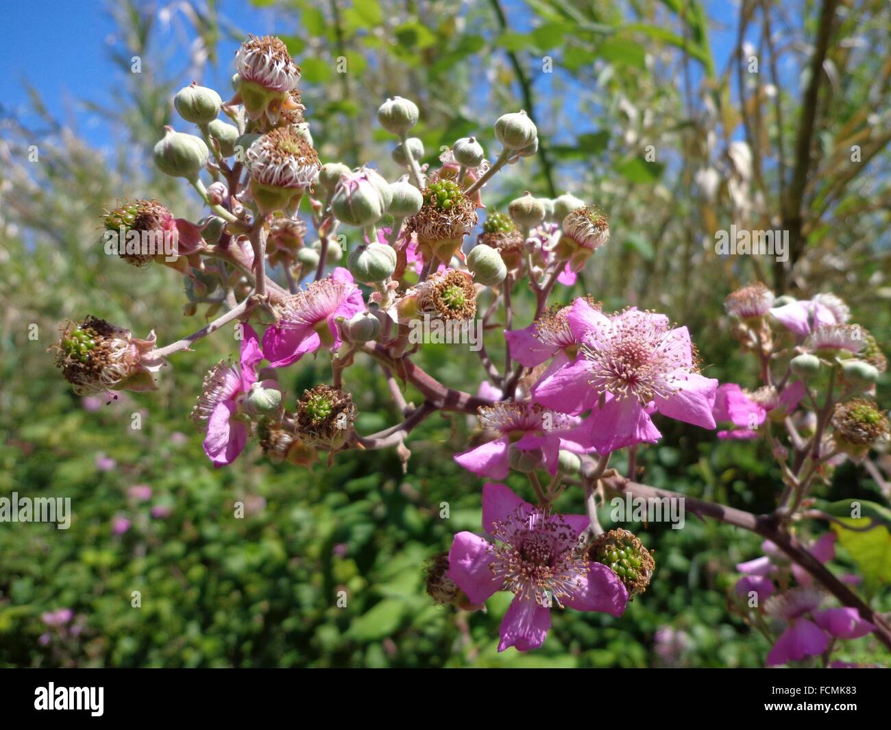 Rubus fruticosa hi-res stock photography and images - Alamy