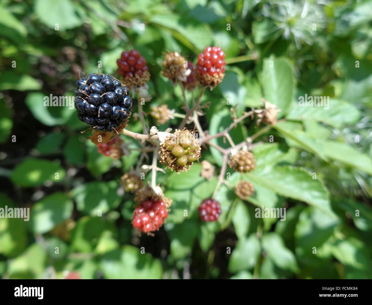 Rubus fruticosa hi-res stock photography and images - Alamy