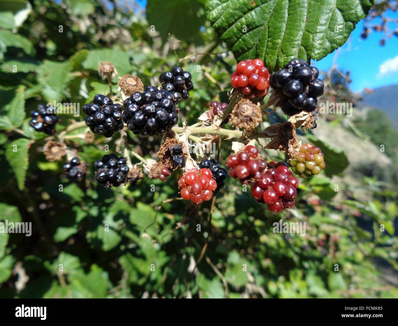 Rubus fruticosa hi-res stock photography and images - Alamy