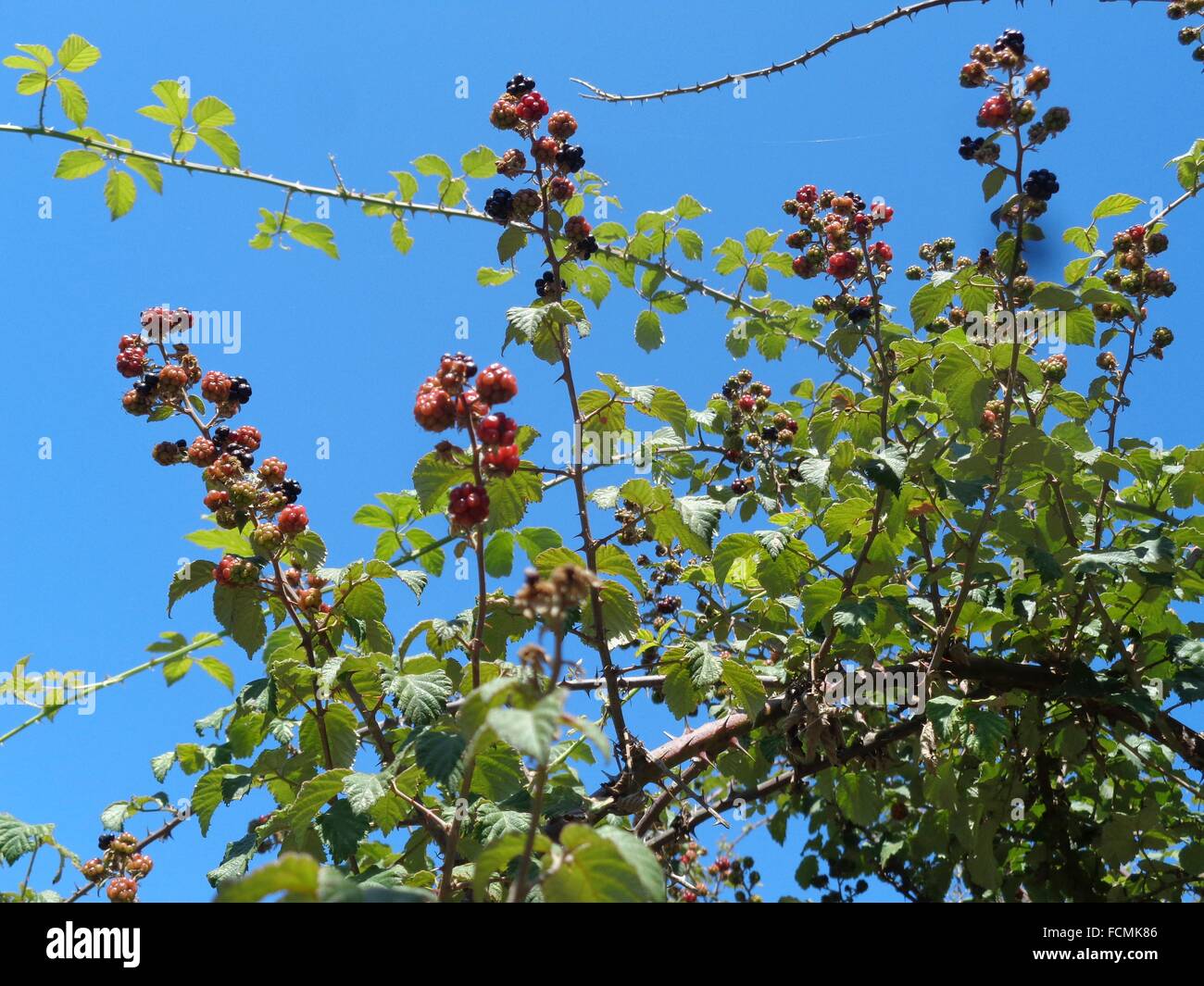 Rubus fruticosa hi-res stock photography and images - Alamy
