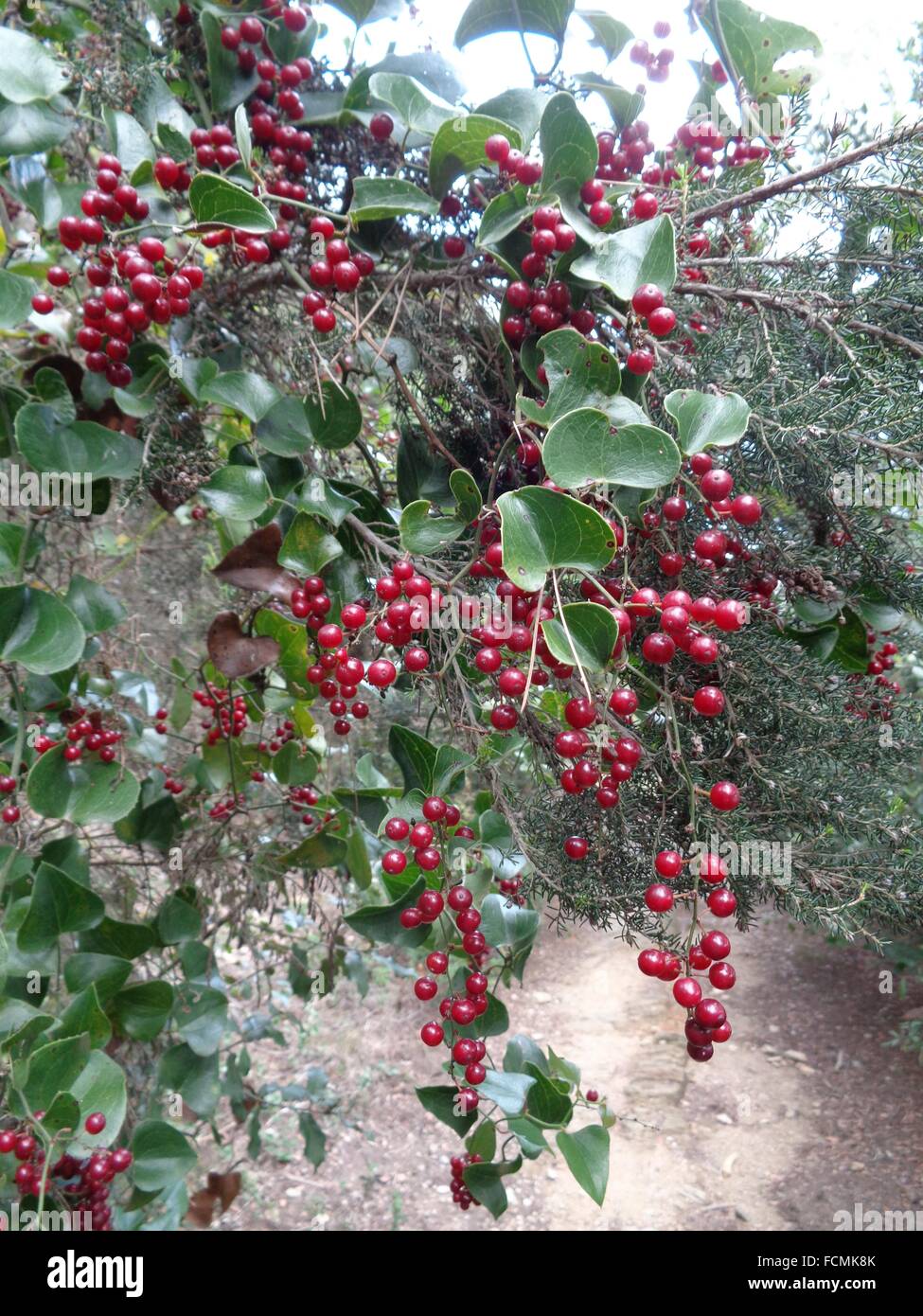 Common smilax smilax aspera hi-res stock photography and images - Alamy
