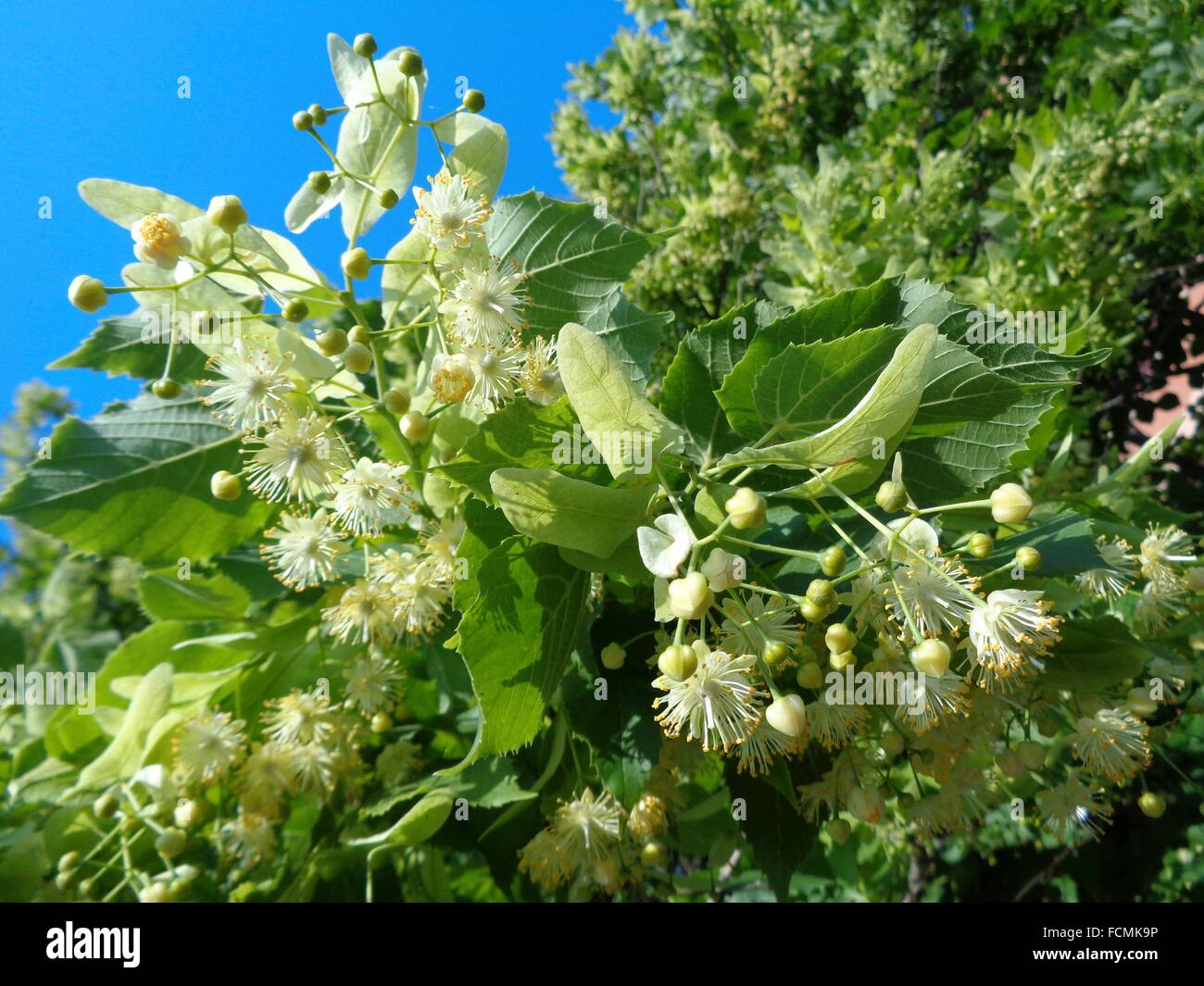 Tilia sp hi-res stock photography and images - Alamy