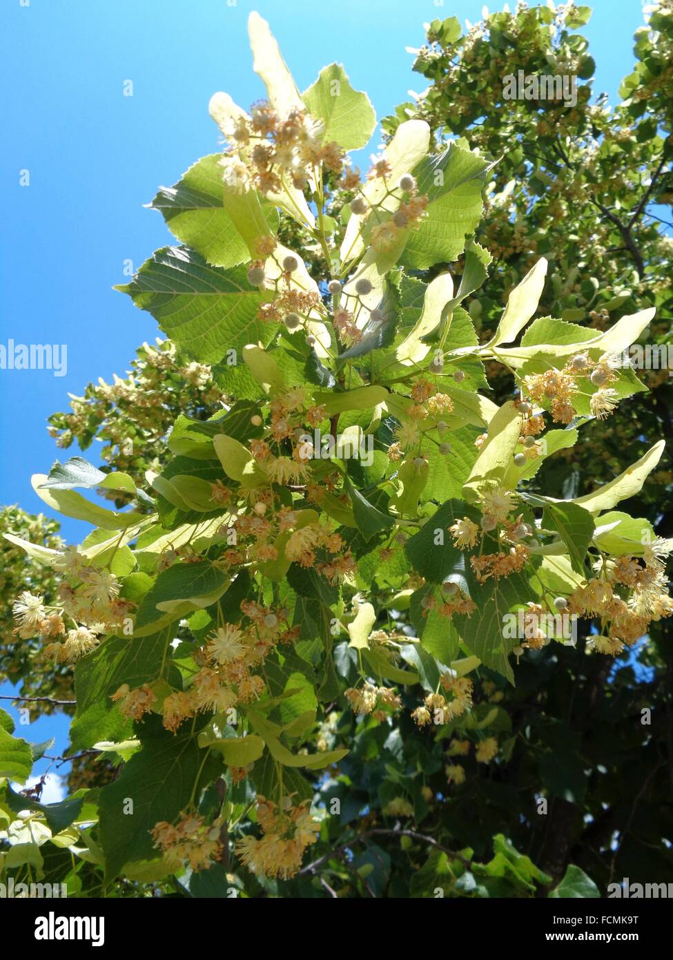 Tilia sp hi-res stock photography and images - Alamy