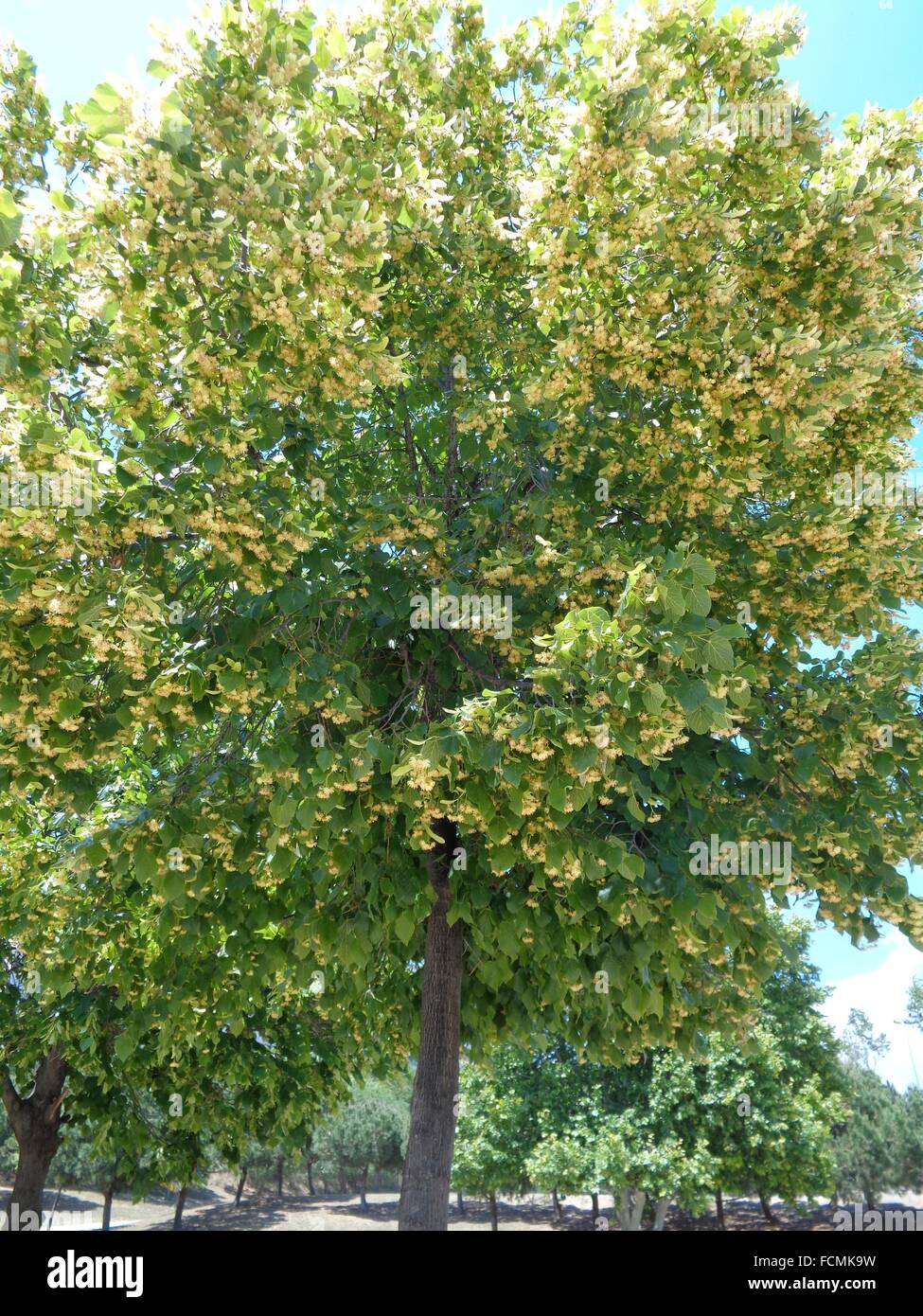 Tilia Sp Stock Photos & Tilia Sp Stock Images - Alamy