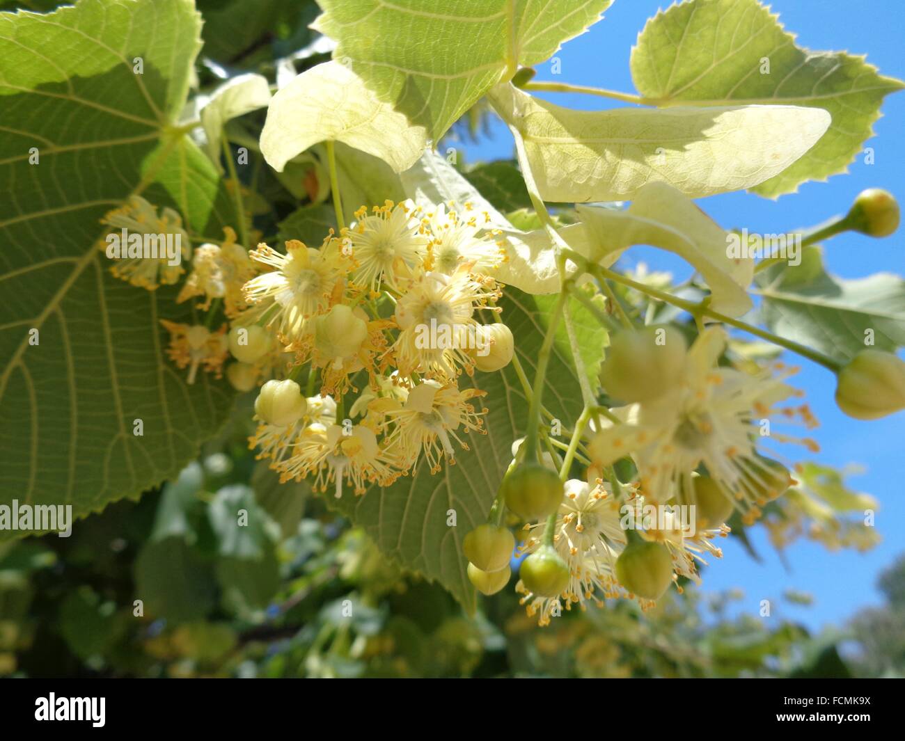Tilia sp hi-res stock photography and images - Alamy