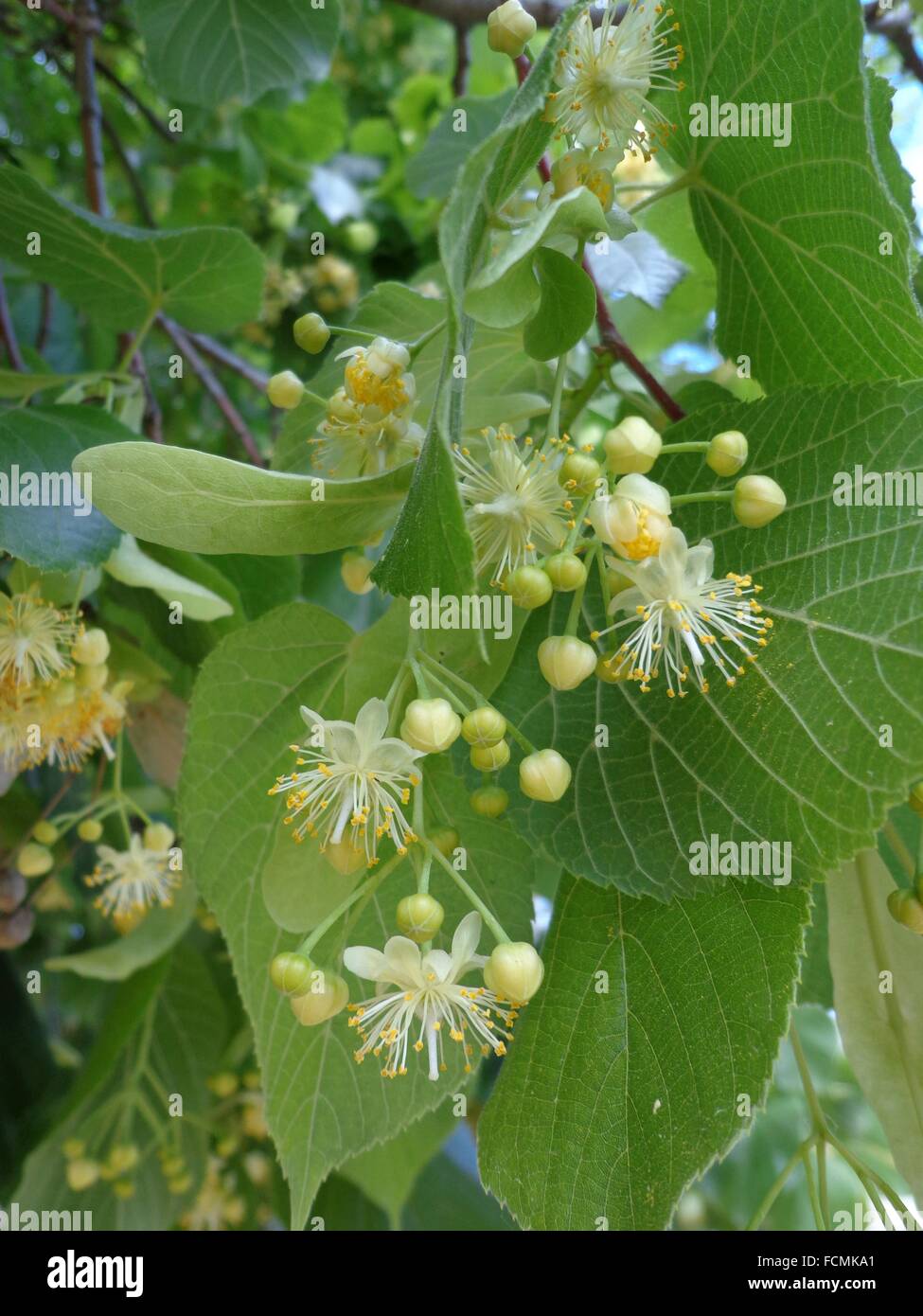 Tilia Sp Stock Photos & Tilia Sp Stock Images - Alamy