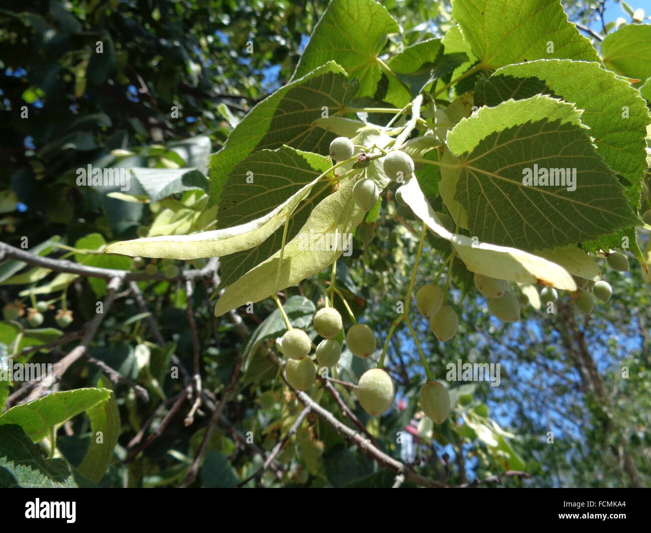 Tilia sp hi-res stock photography and images - Alamy