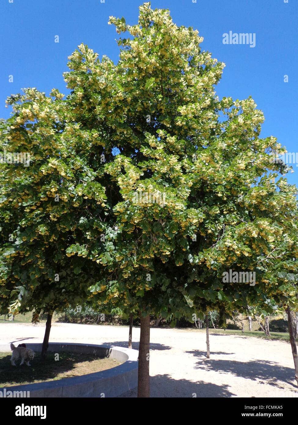Tilia Sp Stock Photos & Tilia Sp Stock Images - Alamy