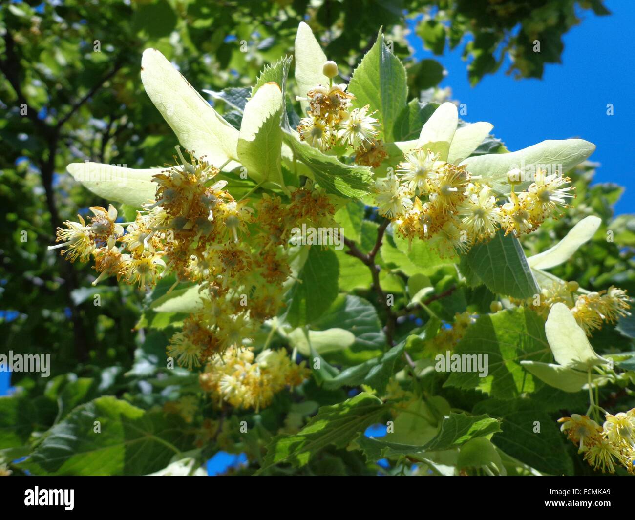 Bractea hi-res stock photography and images - Alamy
