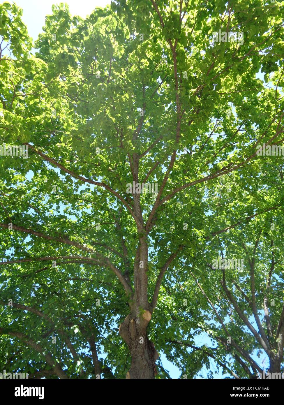 Tilia Sp High Resolution Stock Photography and Images - Alamy