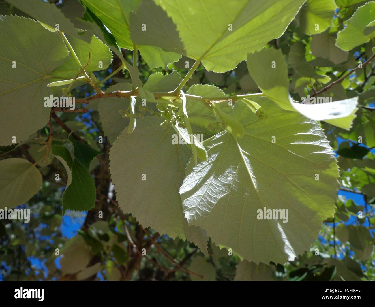 Ler image hi-res stock photography and images - Alamy