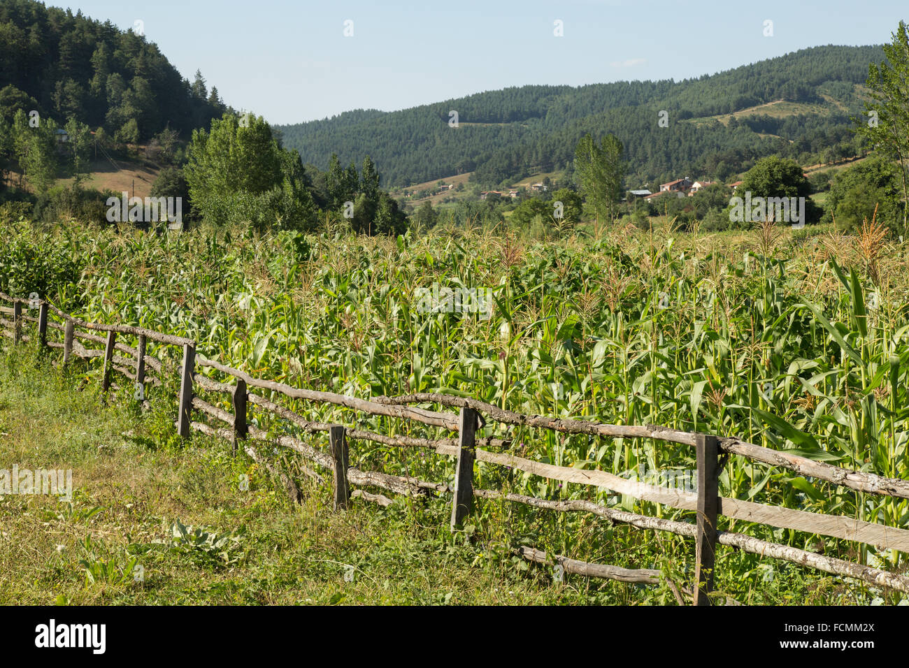 Corn stalks fence hi-res stock photography and images - Alamy