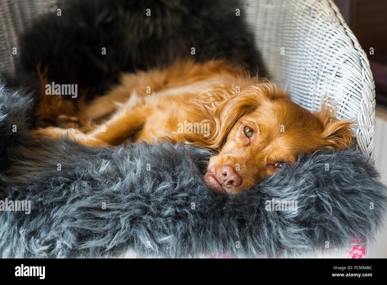 Spaniel mixed breed dog resting and posing on a fluffy sheepskin rug ...
