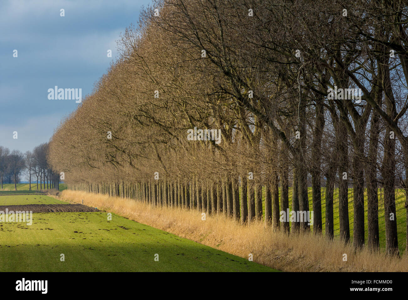 A row of trees acting as a windbreak on farmland Stock Photo - Alamy