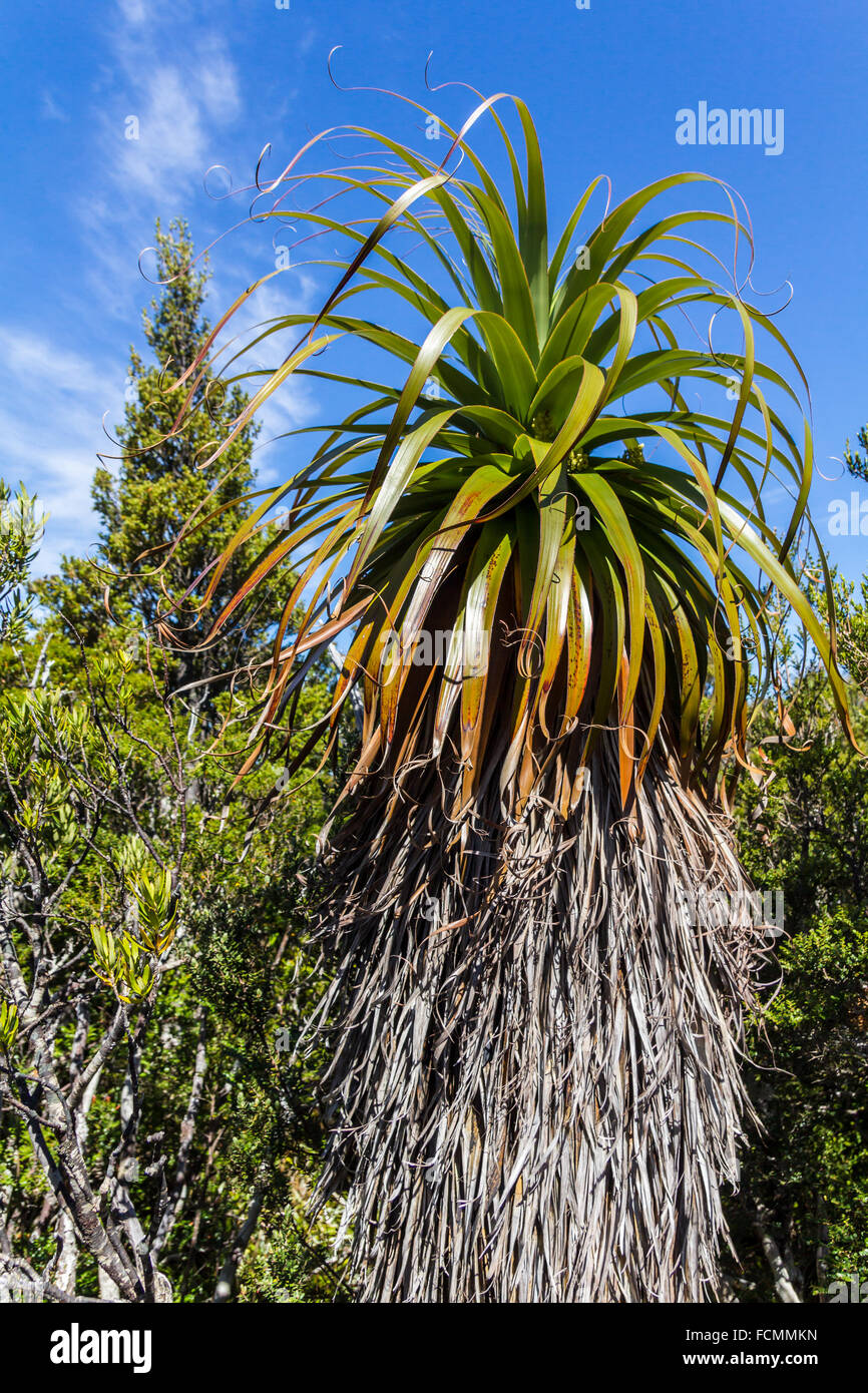 Pandani plant hi-res stock photography and images - Alamy