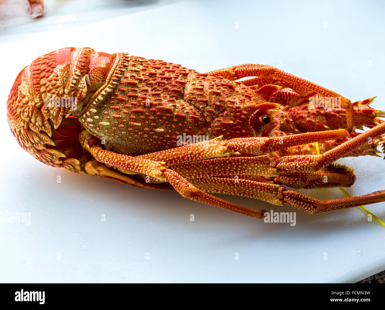 Cooked Tasmanian crayfish or spiny lobster Stock Photo - Alamy