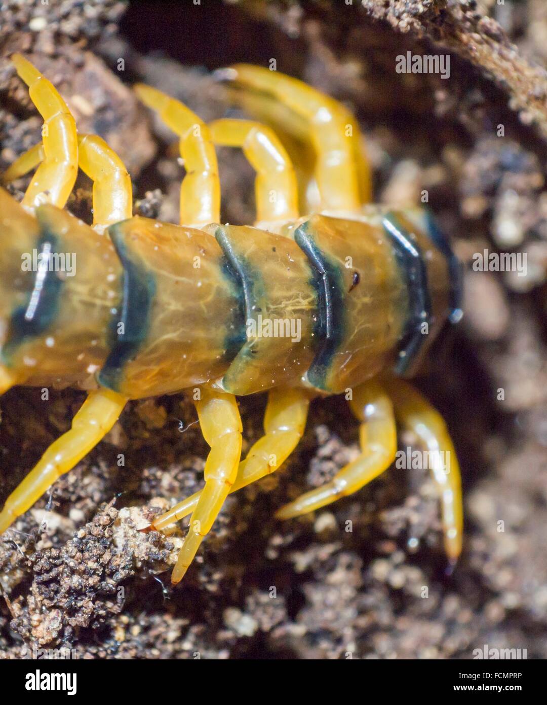 Scolopendra cingulata hi-res stock photography and images - Alamy