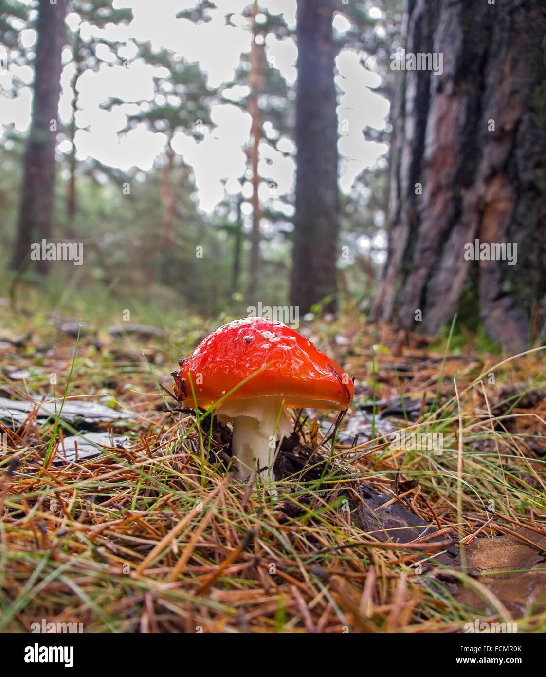 Seta hongo mushroom hi-res stock photography and images - Alamy