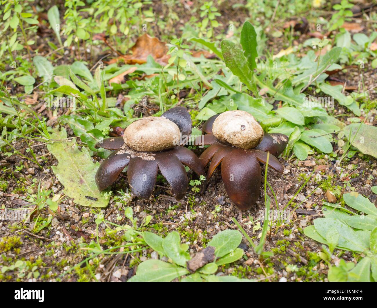 Ascomicetes hi-res stock photography and images - Alamy