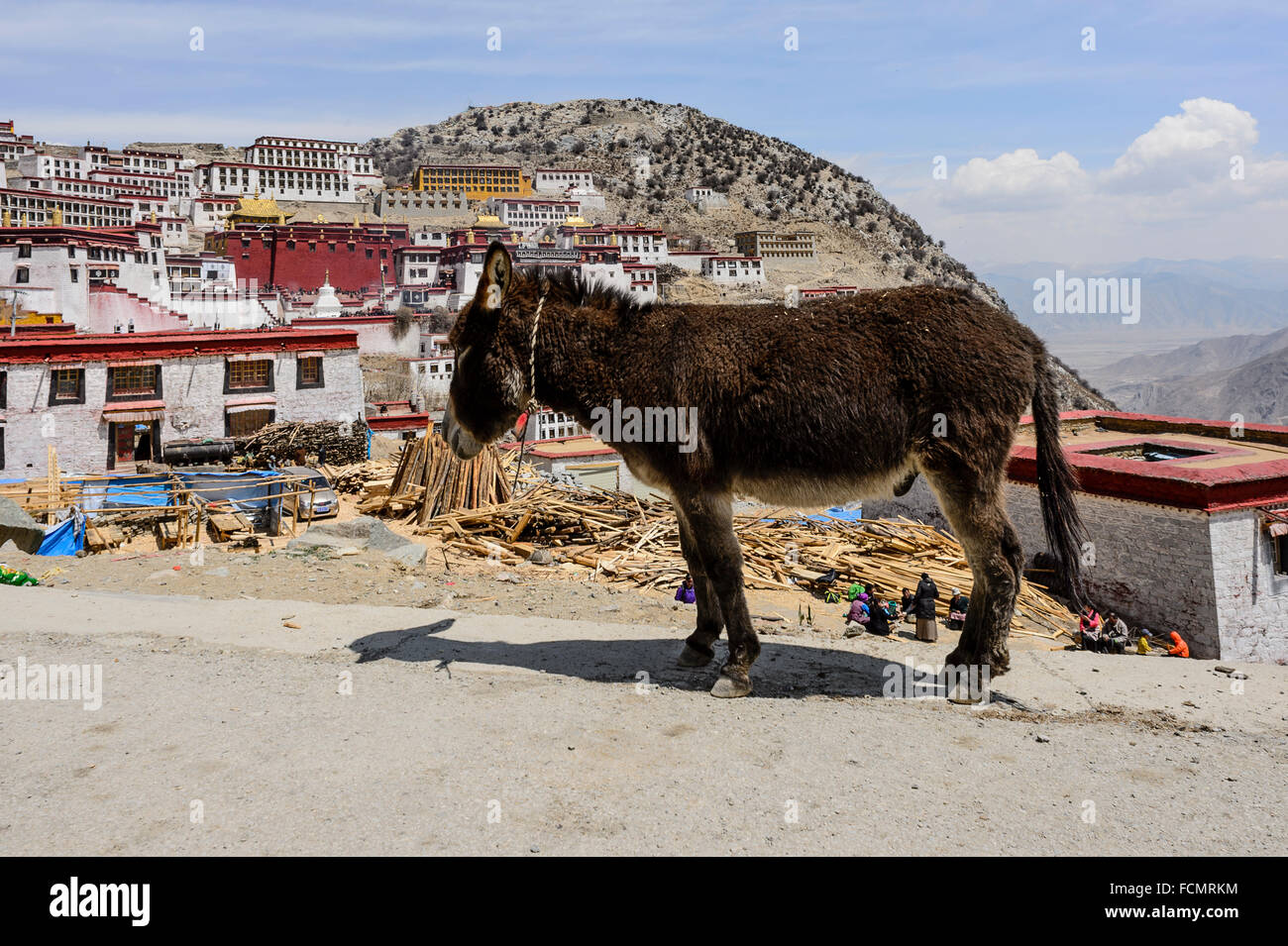Mountain donkey hi-res stock photography and images - Alamy