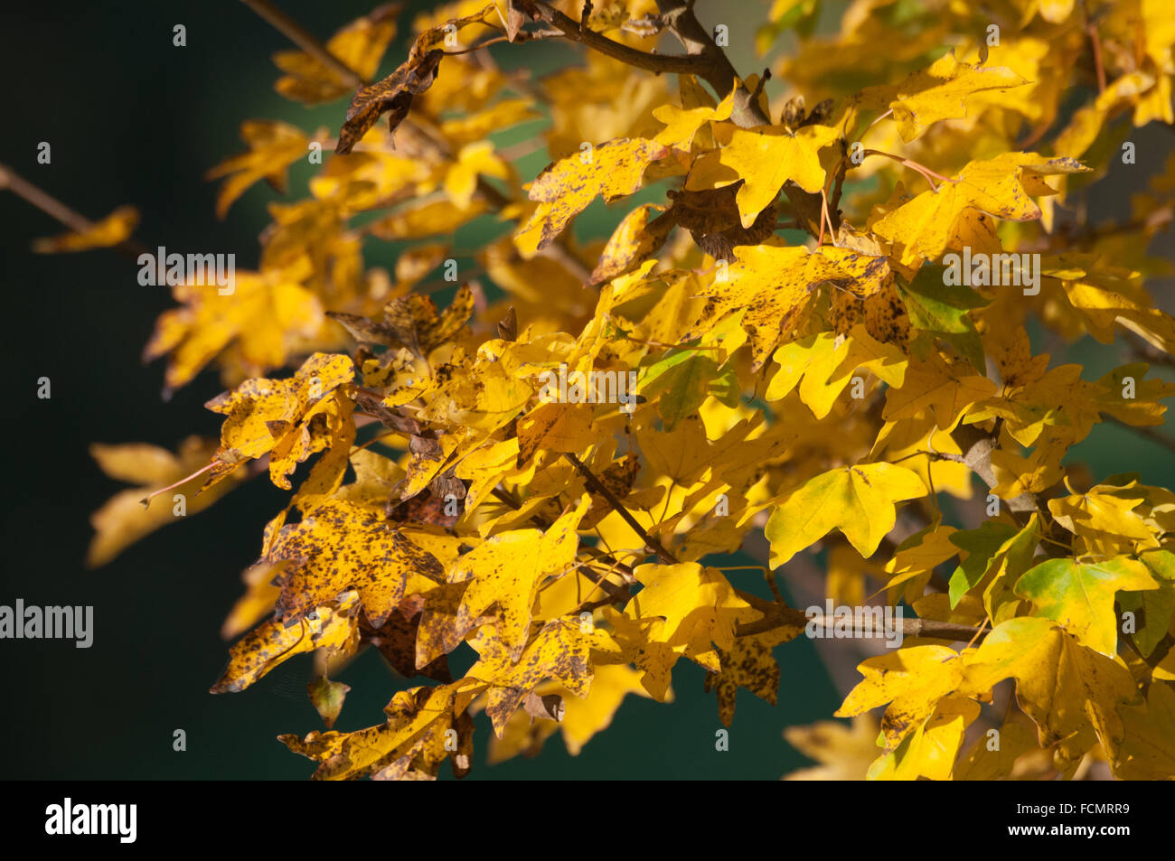 Acer spp hi-res stock photography and images - Alamy