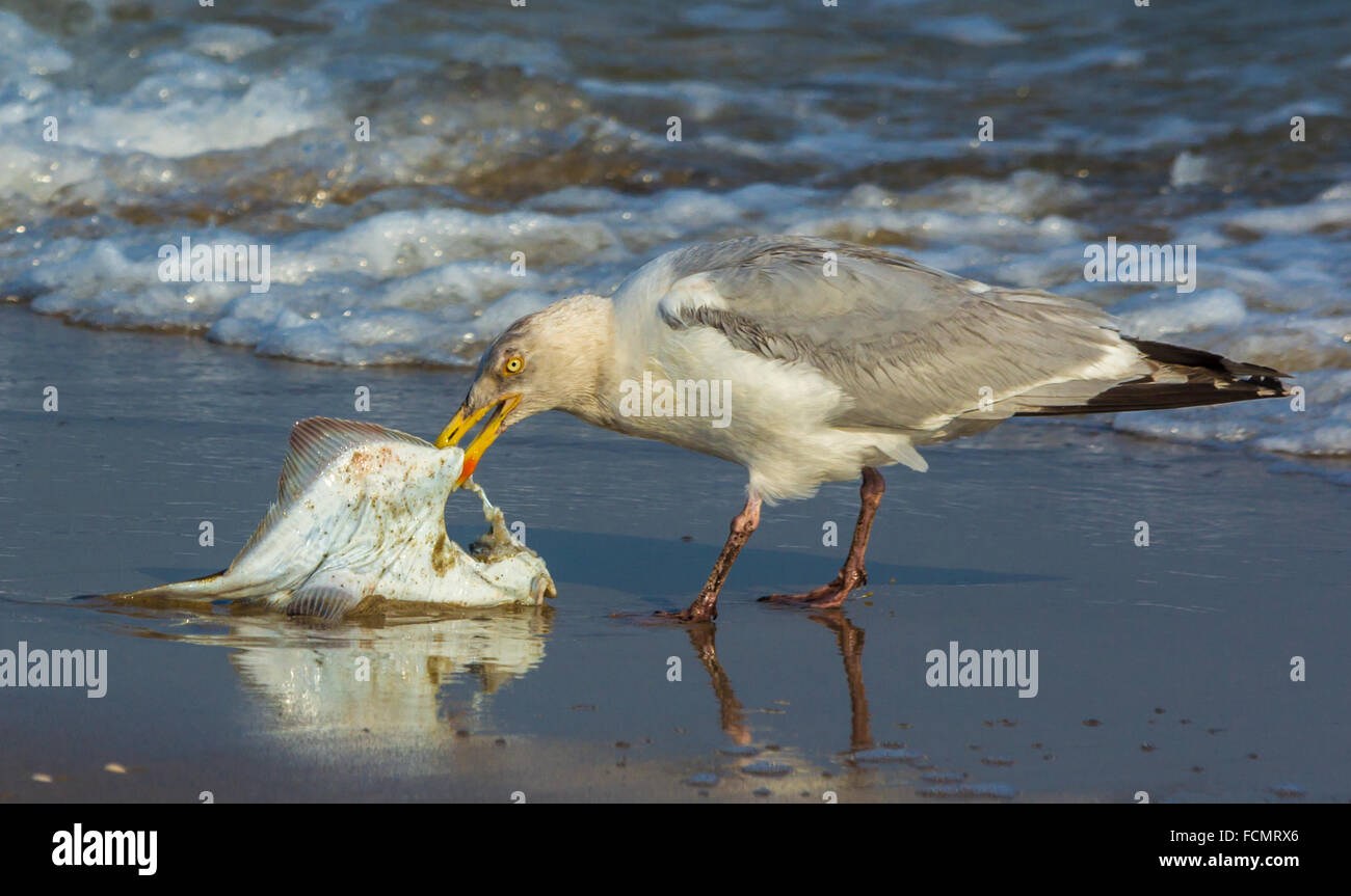 Herring gull eating a flat fish on a beach Stock Photo - Alamy