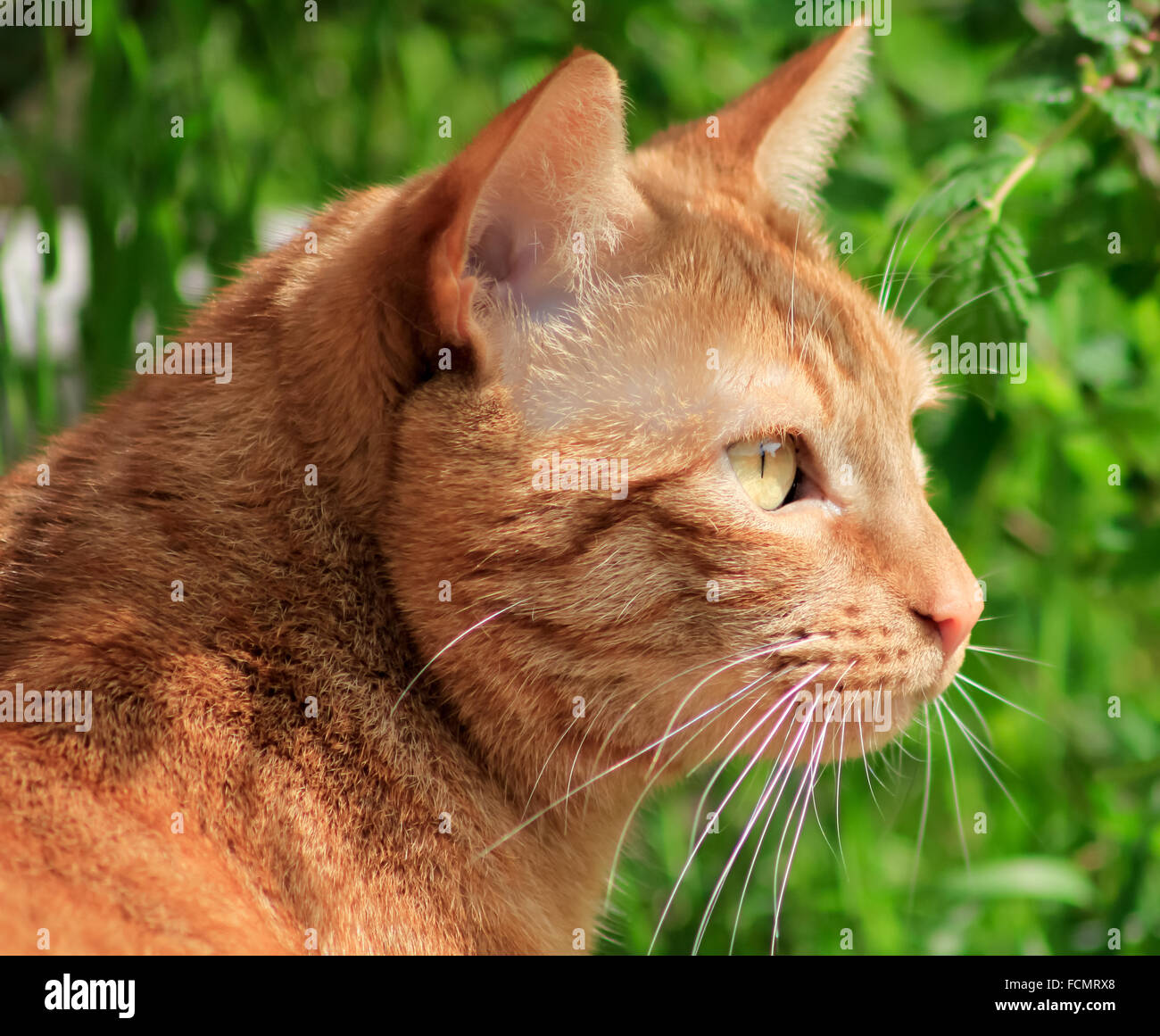 Feral tom cat hi-res stock photography and images - Alamy