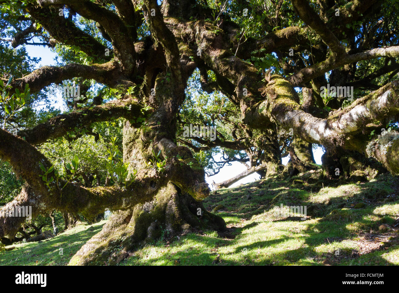 Madeira Portugal Forest Laurisilva High Resolution Stock Photography ...