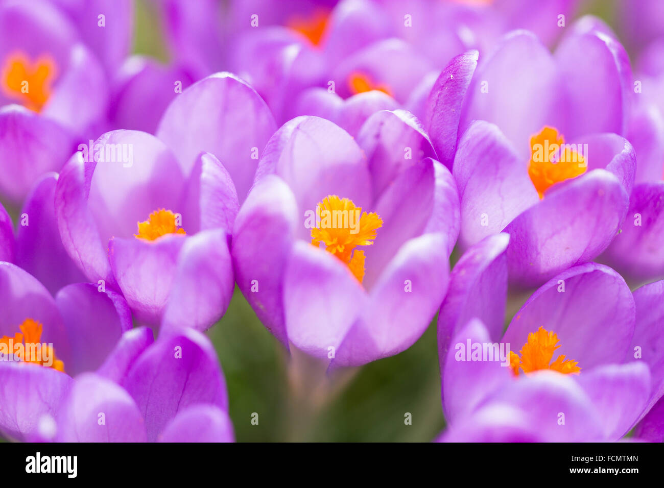 First signs of spring hi-res stock photography and images - Alamy