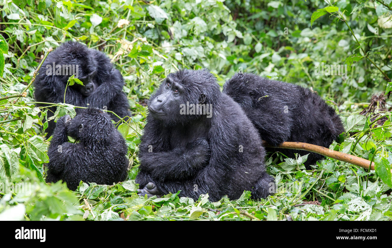 Gorilla in jungle hi-res stock photography and images - Alamy