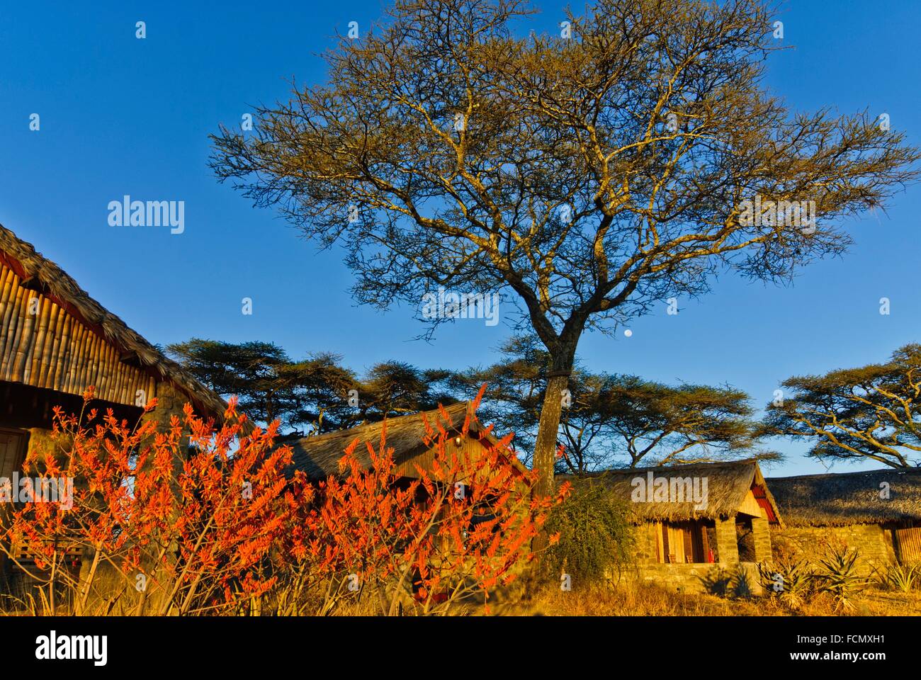The Ndutu Safari Lodge is situated in the southern Serengeti at the ...