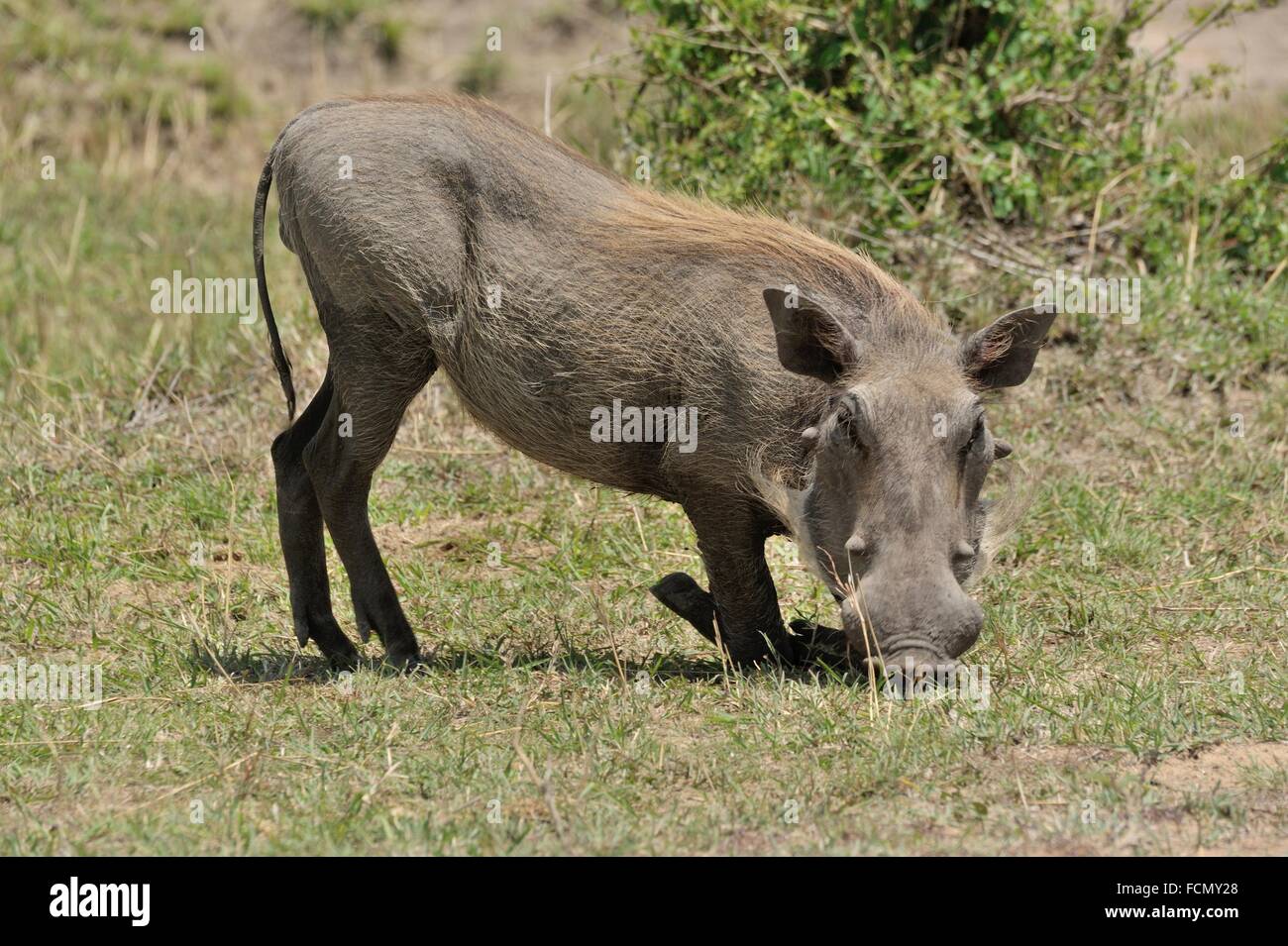Warthog On Knees High Resolution Stock Photography and Images - Alamy