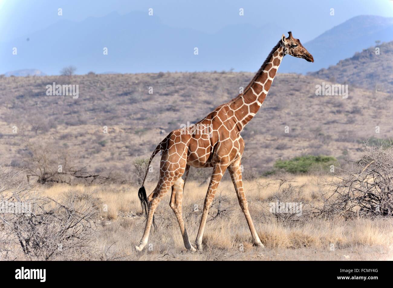Buffalo spring game reserve hi-res stock photography and images - Alamy