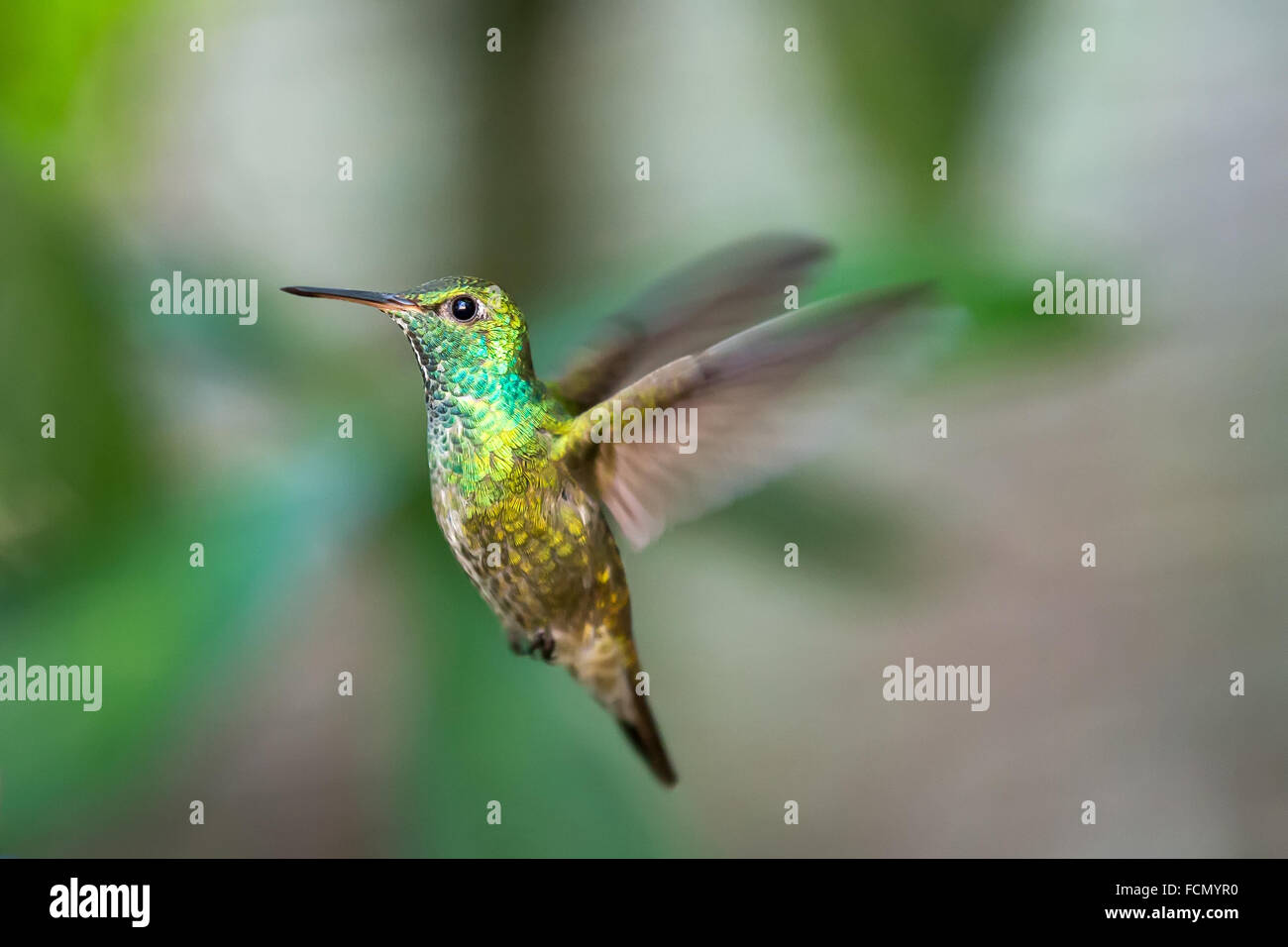 Hummingbird in flight Stock Photo - Alamy
