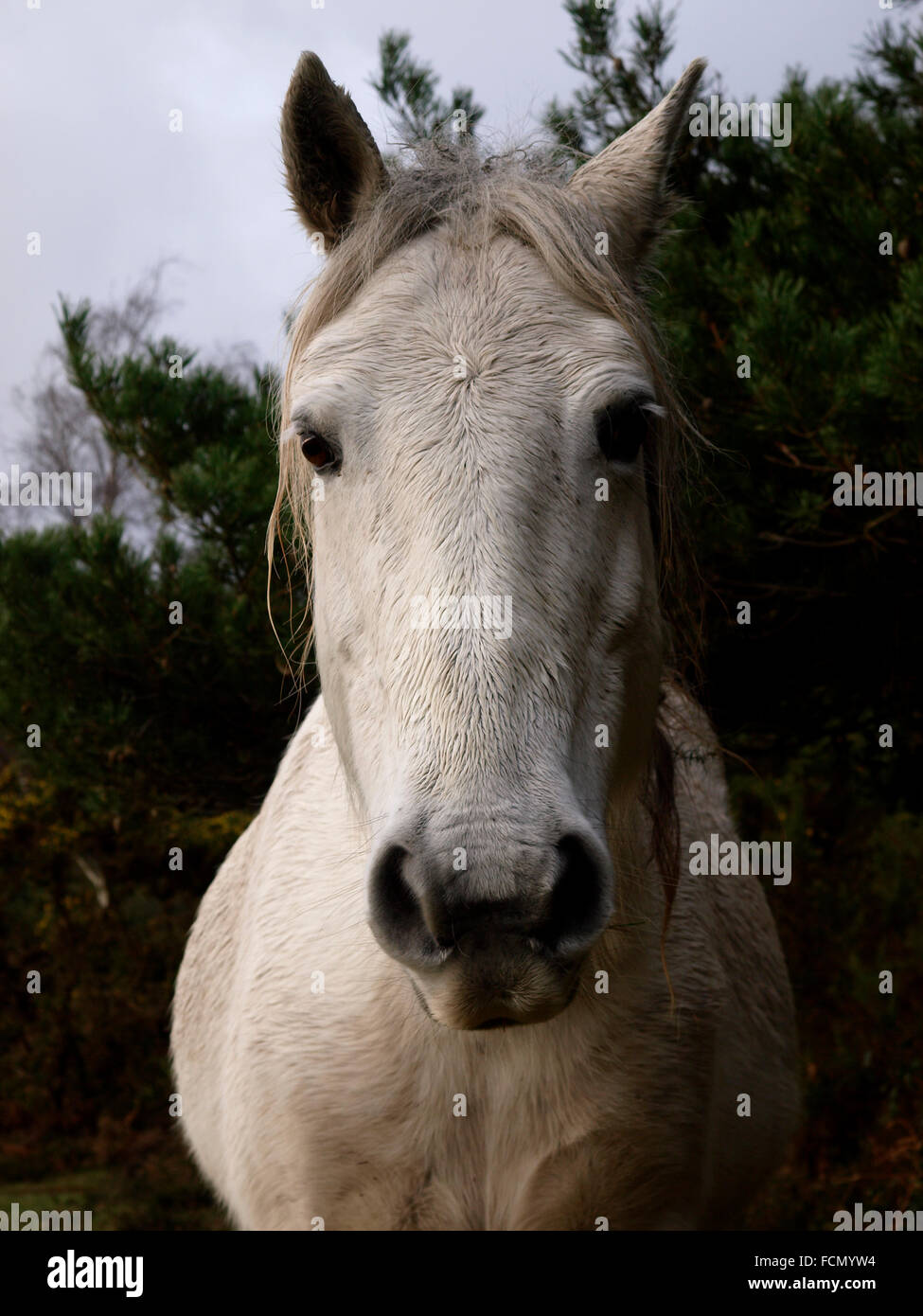 Pony horse head front view hi-res stock photography and images - Alamy