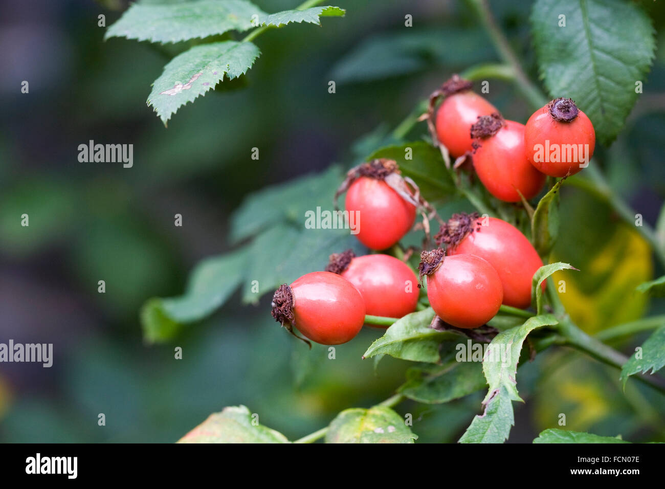Rosehips hi-res stock photography and images - Alamy