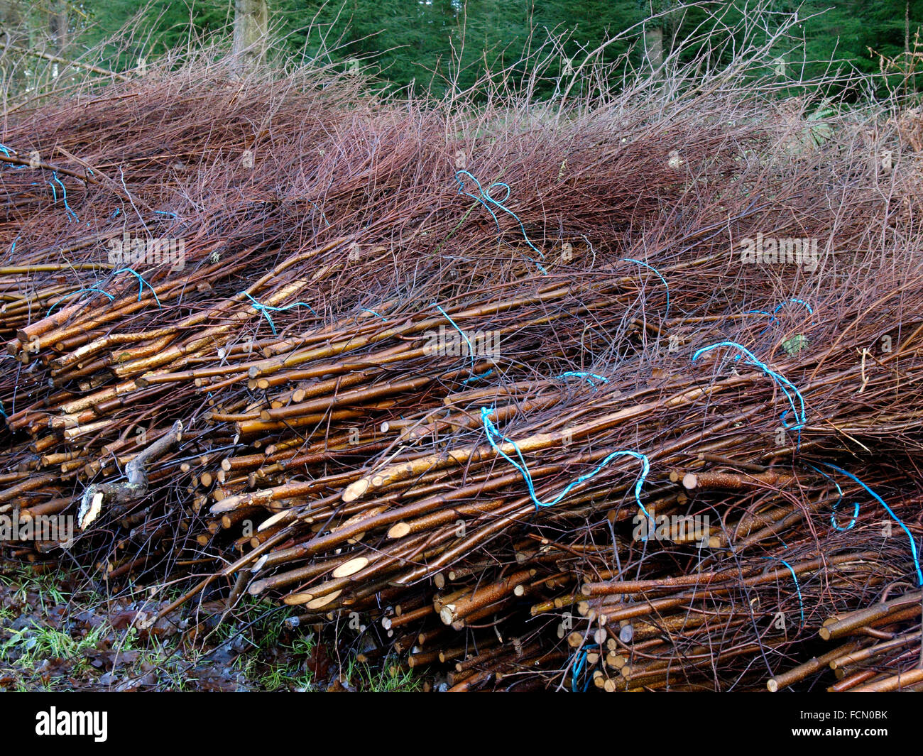 Willow rods hi-res stock photography and images - Alamy