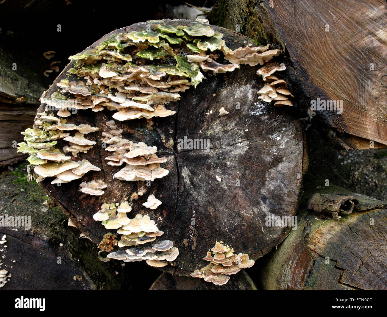 Fungi growing on the end of a log, The New Forest, Hampshire, UK Stock ...