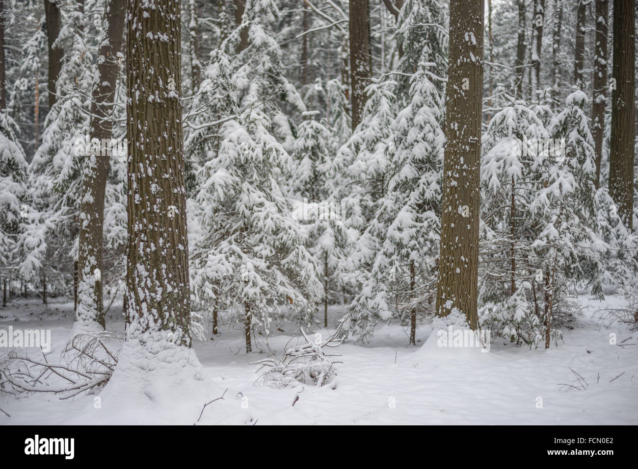Silent chilly winer forest covered with snow Stock Photo - Alamy