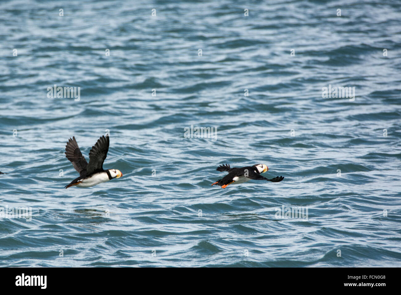 Two horned puffins flying hi-res stock photography and images - Alamy