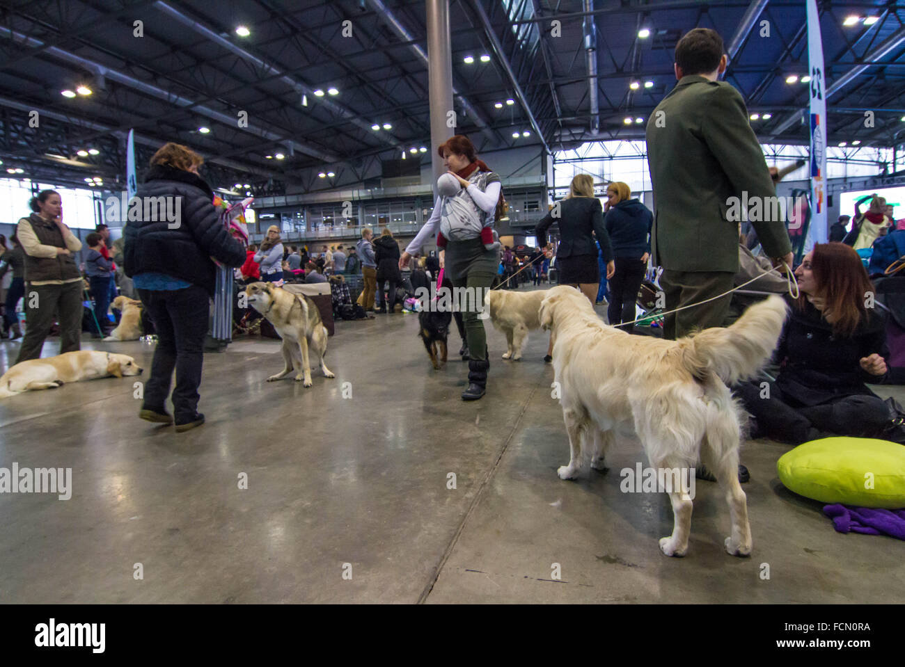 Breed dog exhibition hi-res stock photography and images - Alamy