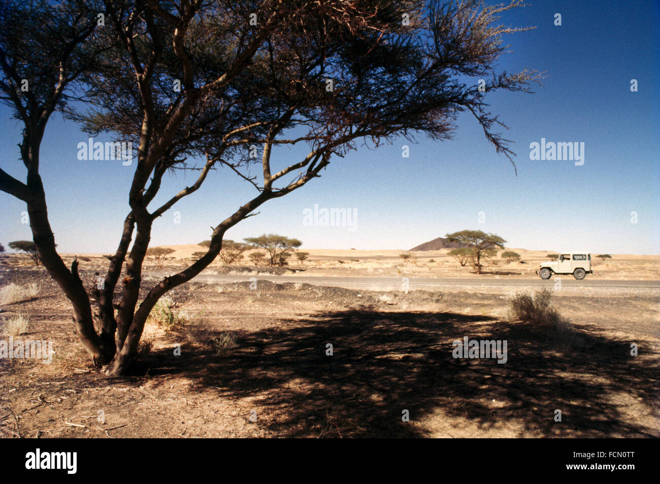 Desert Yemen Edge Of Rub Al Khali Empty Quarter Acacia Tree Stock Photo ...