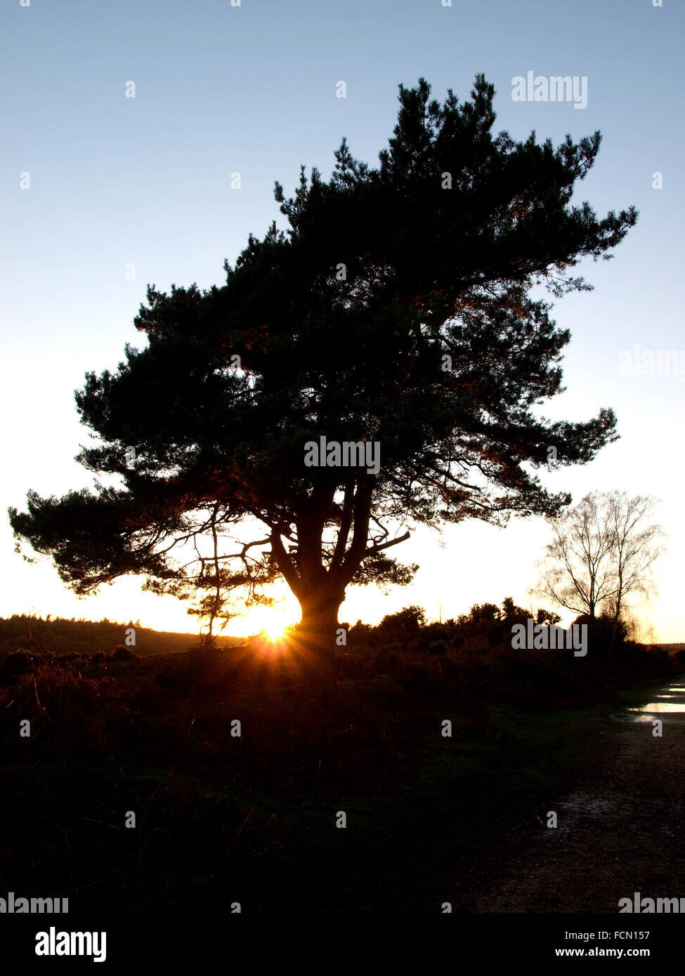 Tree behind the sun hi-res stock photography and images - Alamy