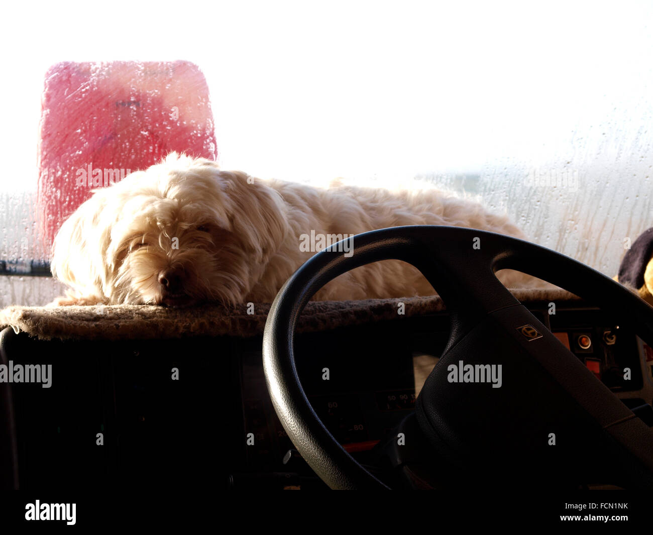 Small white dog laying on the dashboard of a vehicle, UK Stock Photo ...