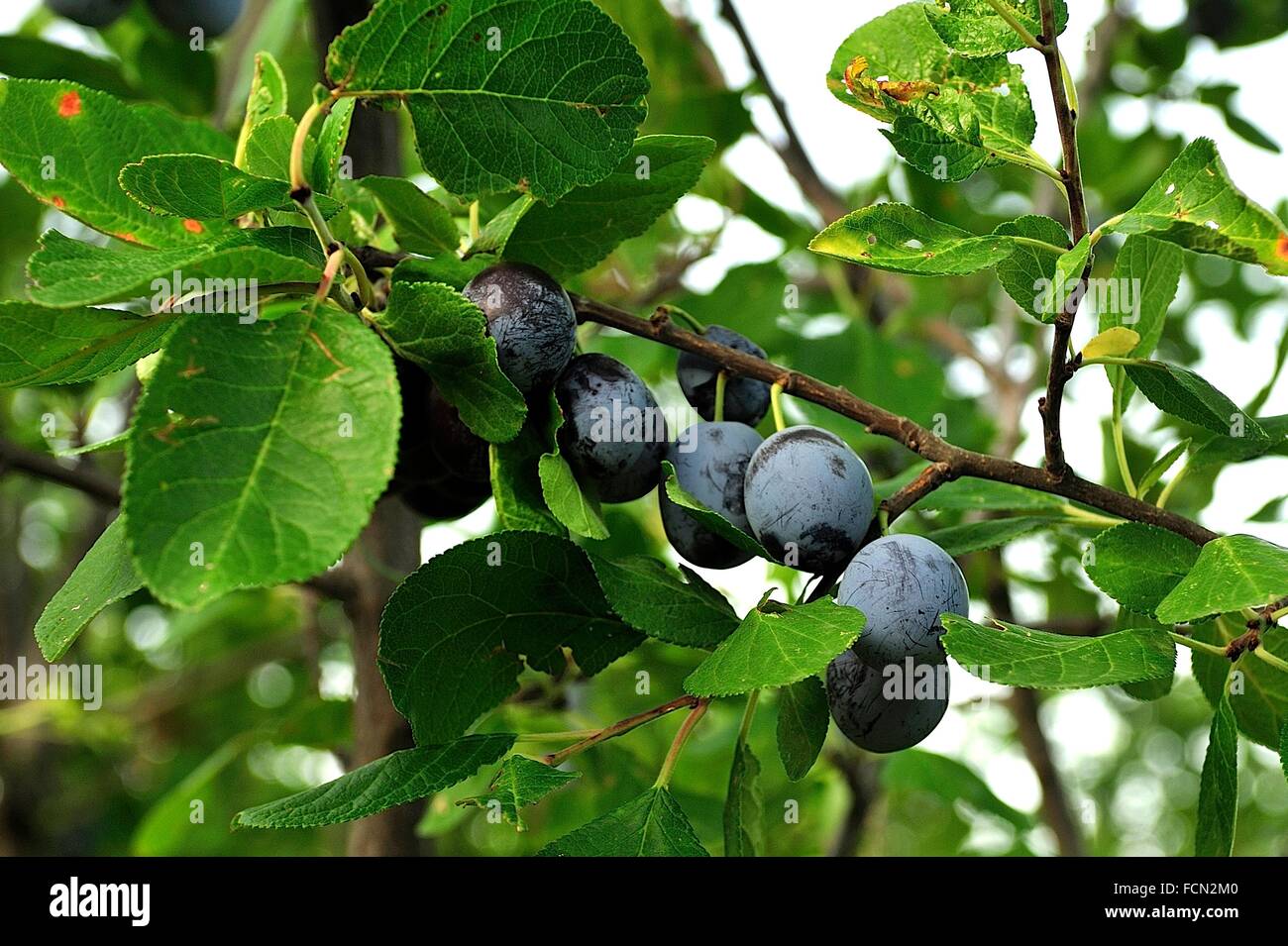 Damson Tree No Fruit High Resolution Stock Photography and Images - Alamy