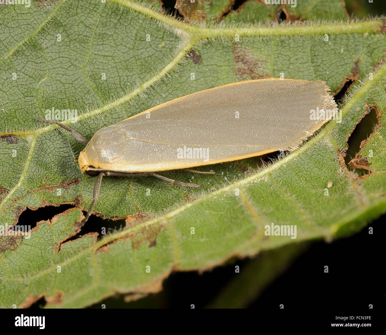 Eilema hi-res stock photography and images - Alamy