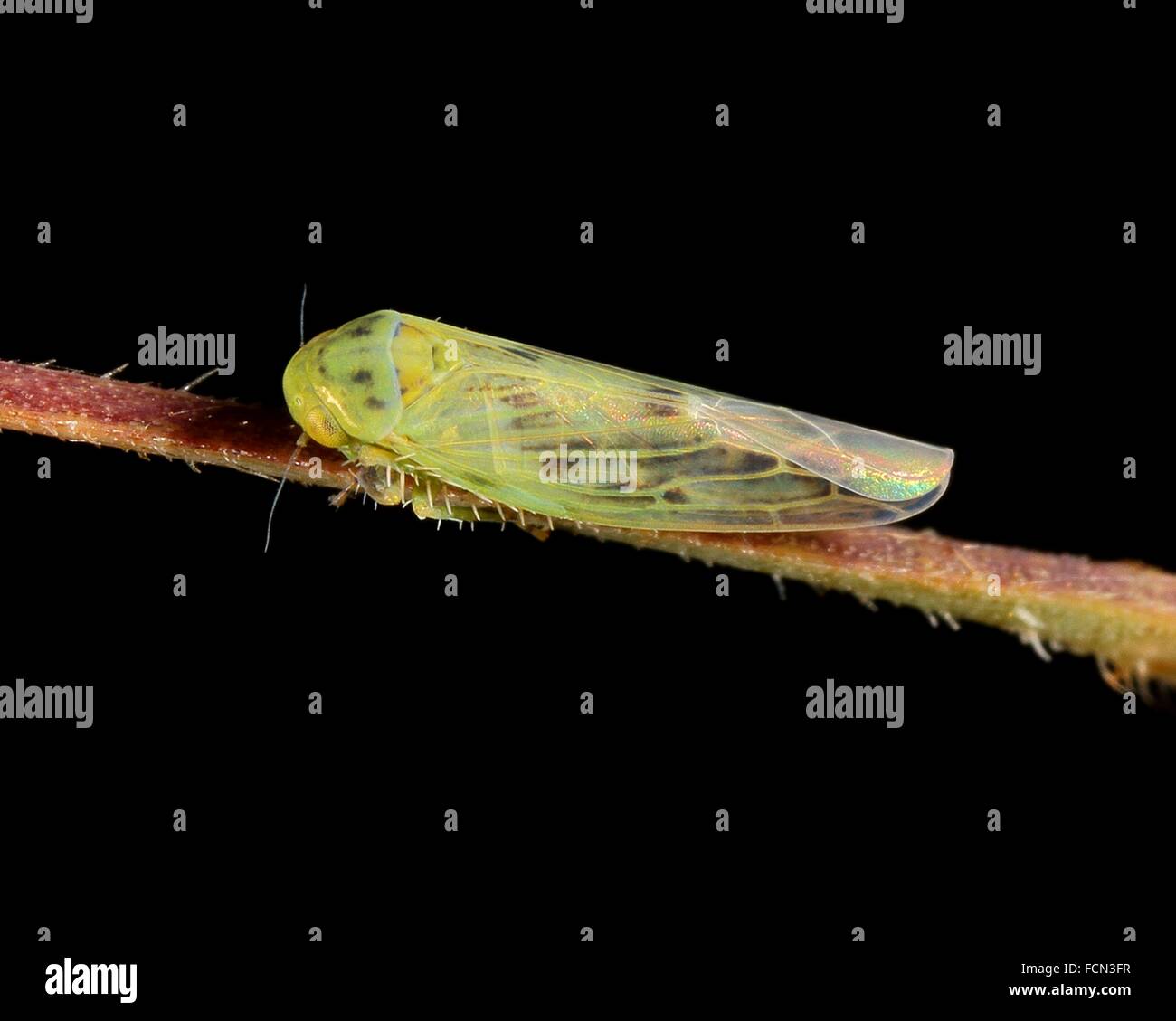 A Balclutha punctata on it´s rod in Champ-Pittet Stock Photo - Alamy