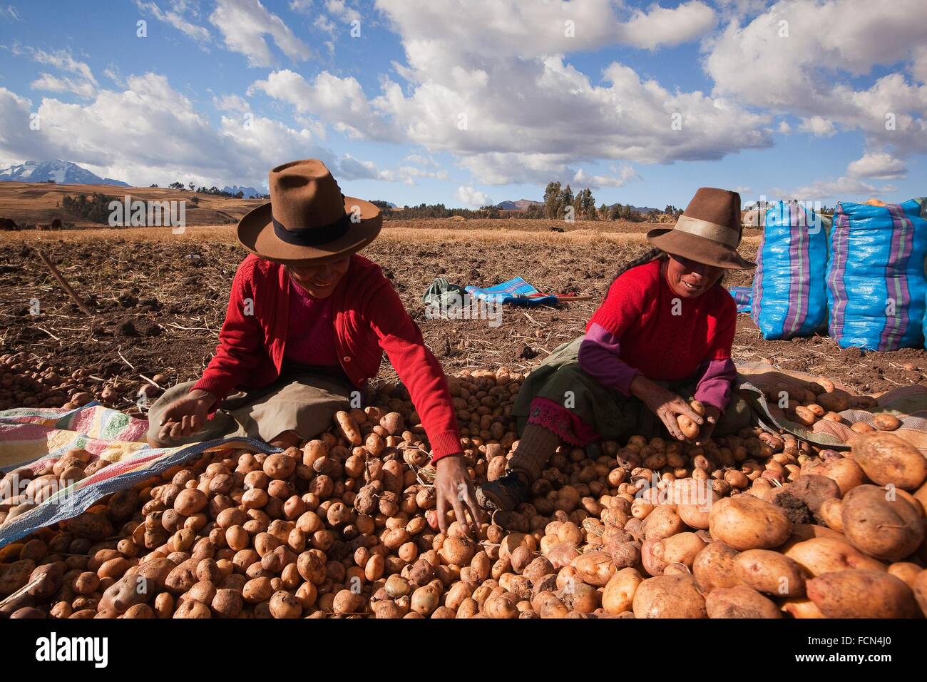 Peru potato field hi-res stock photography and images - Alamy
