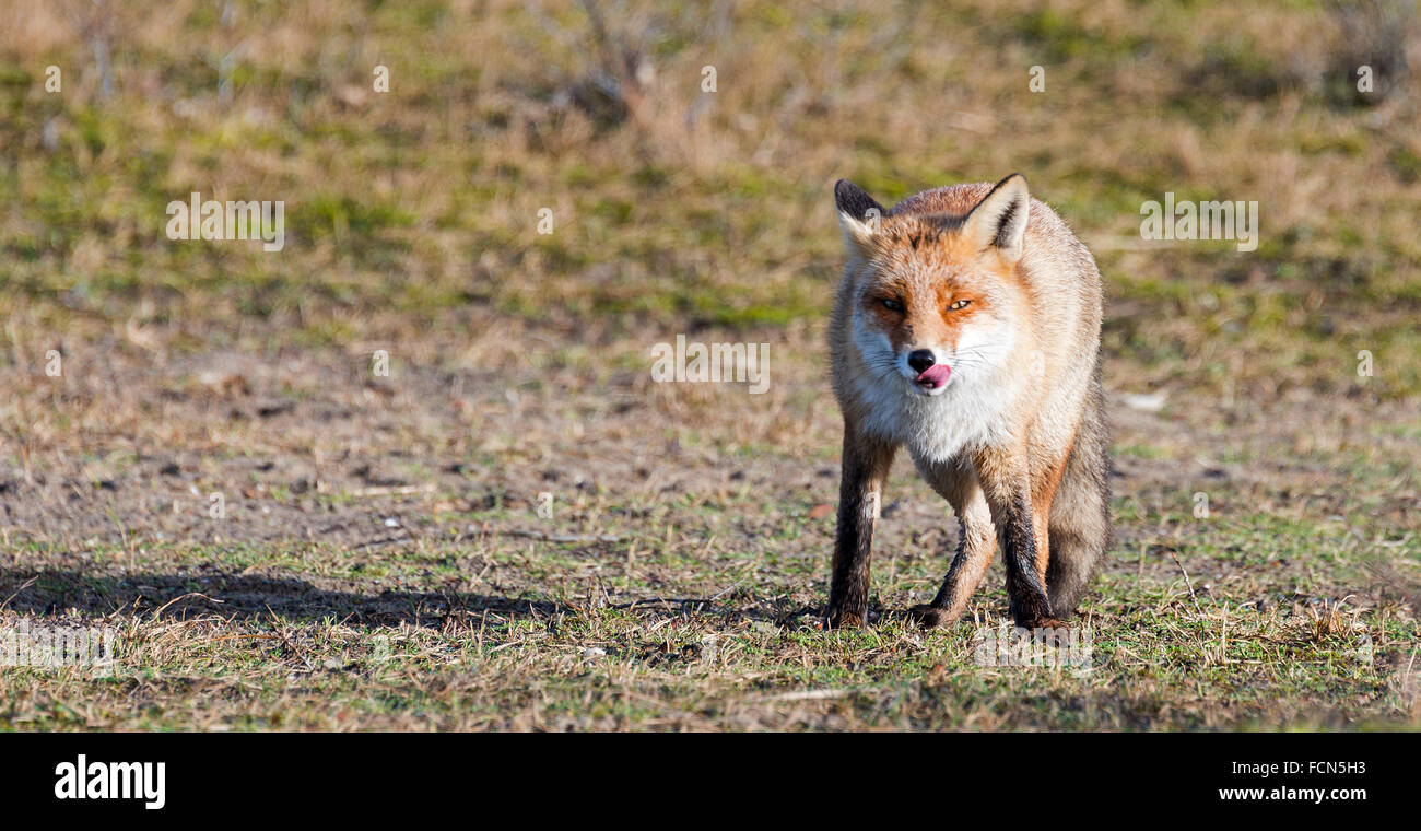 wild red fox looking in camera on sunny day in holland amsterdam ...