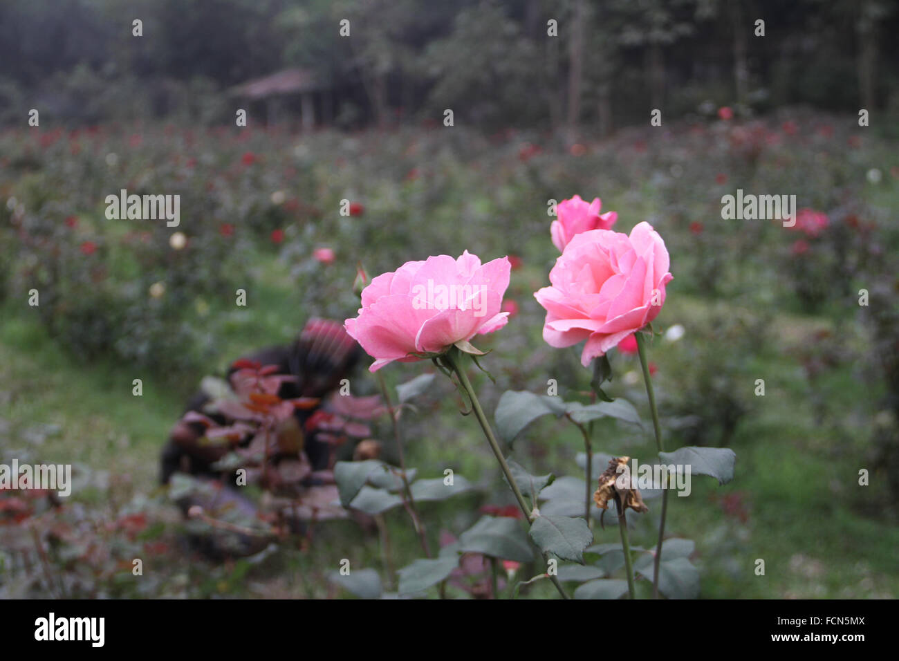 A man works at a rose garden in the National Botanical Garden in Dhaka ...